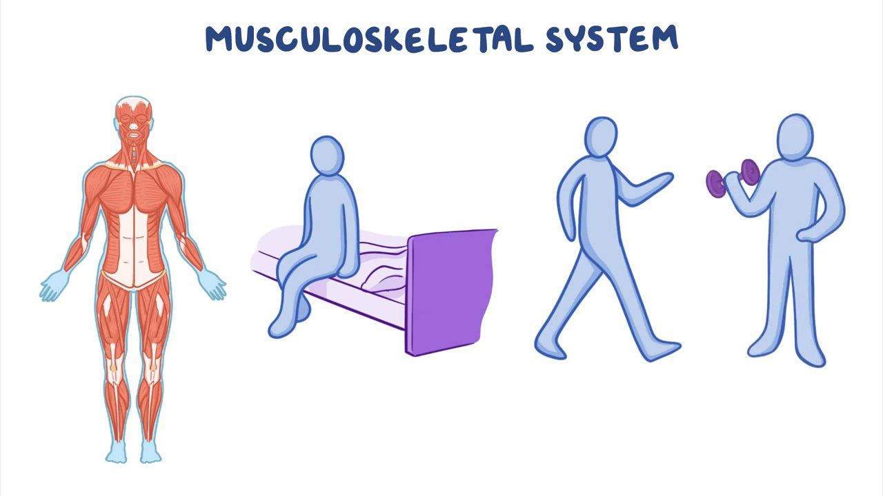 Muscular System Functions