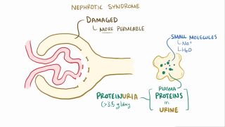 Renal system