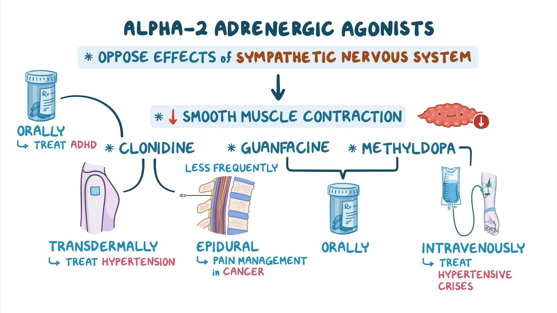Alpha 2 Adrenergic Agonists Nursing Pharmacology Osmosis Video Library
