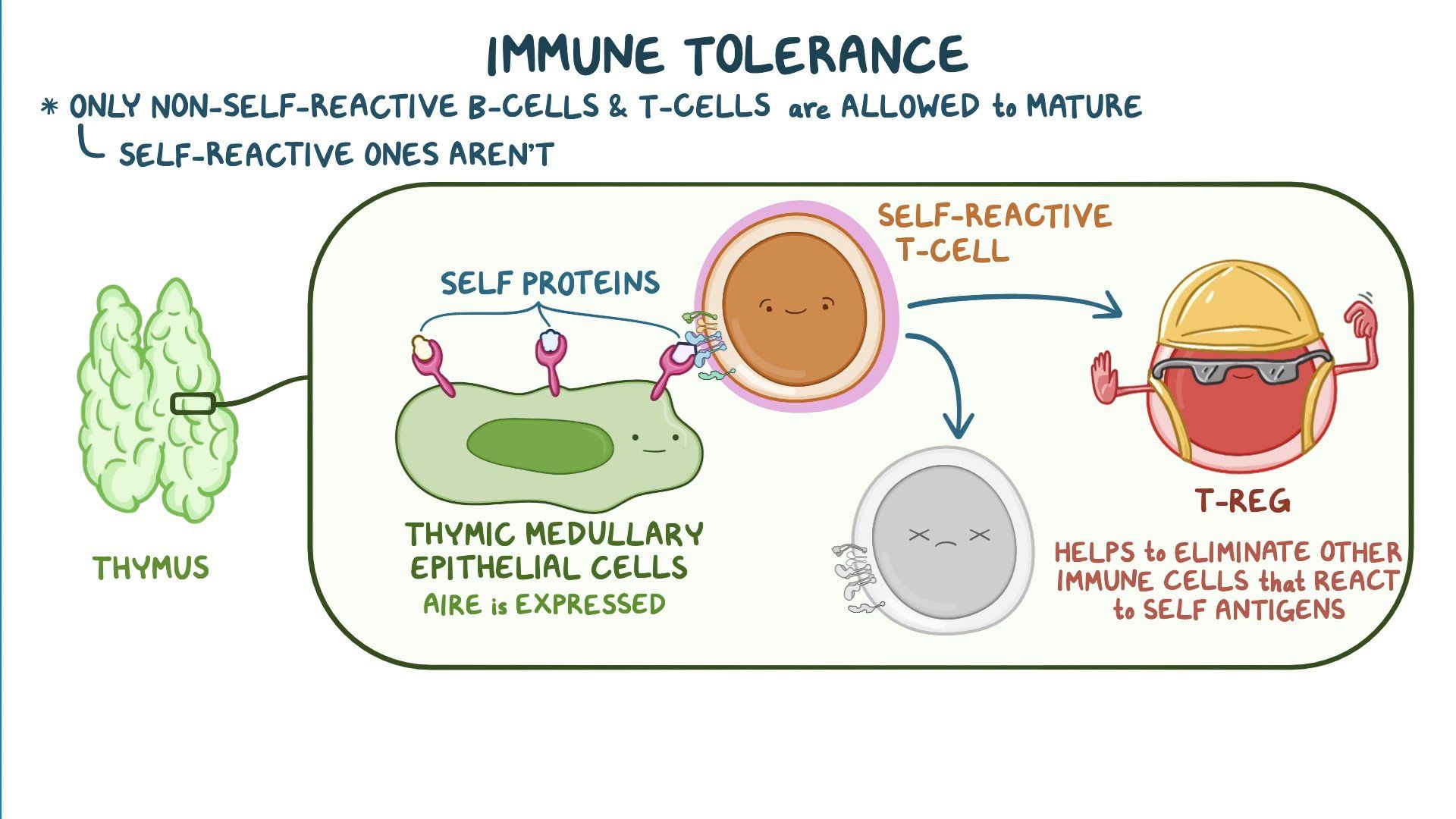 Autoimmune polyglandular syndrome type I (NORD): Year of the Zebra ...