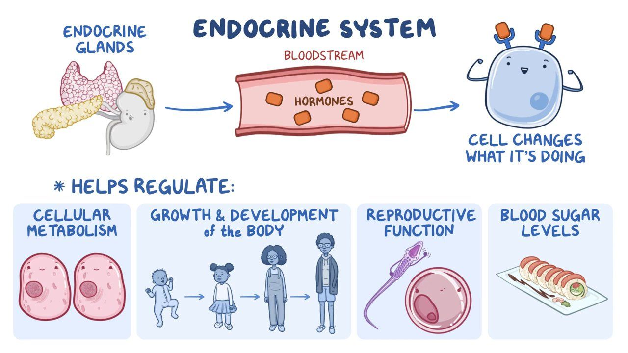 Endocrine System Structure And Function Osmosis Video Library