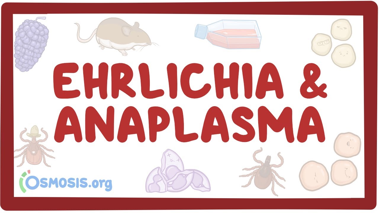 Ehrlichia and Anaplasma: Video, Causes, & Meaning | Osmosis