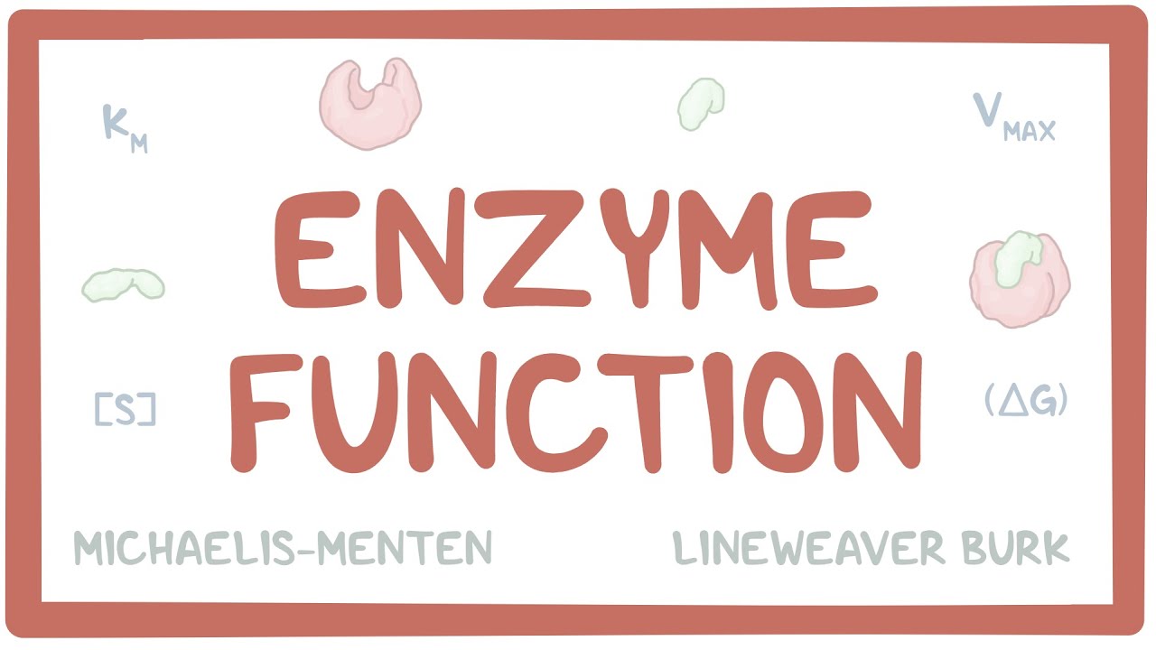 Enzyme function: Video, Causes, & Meaning | Osmosis