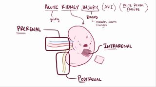 Renal system