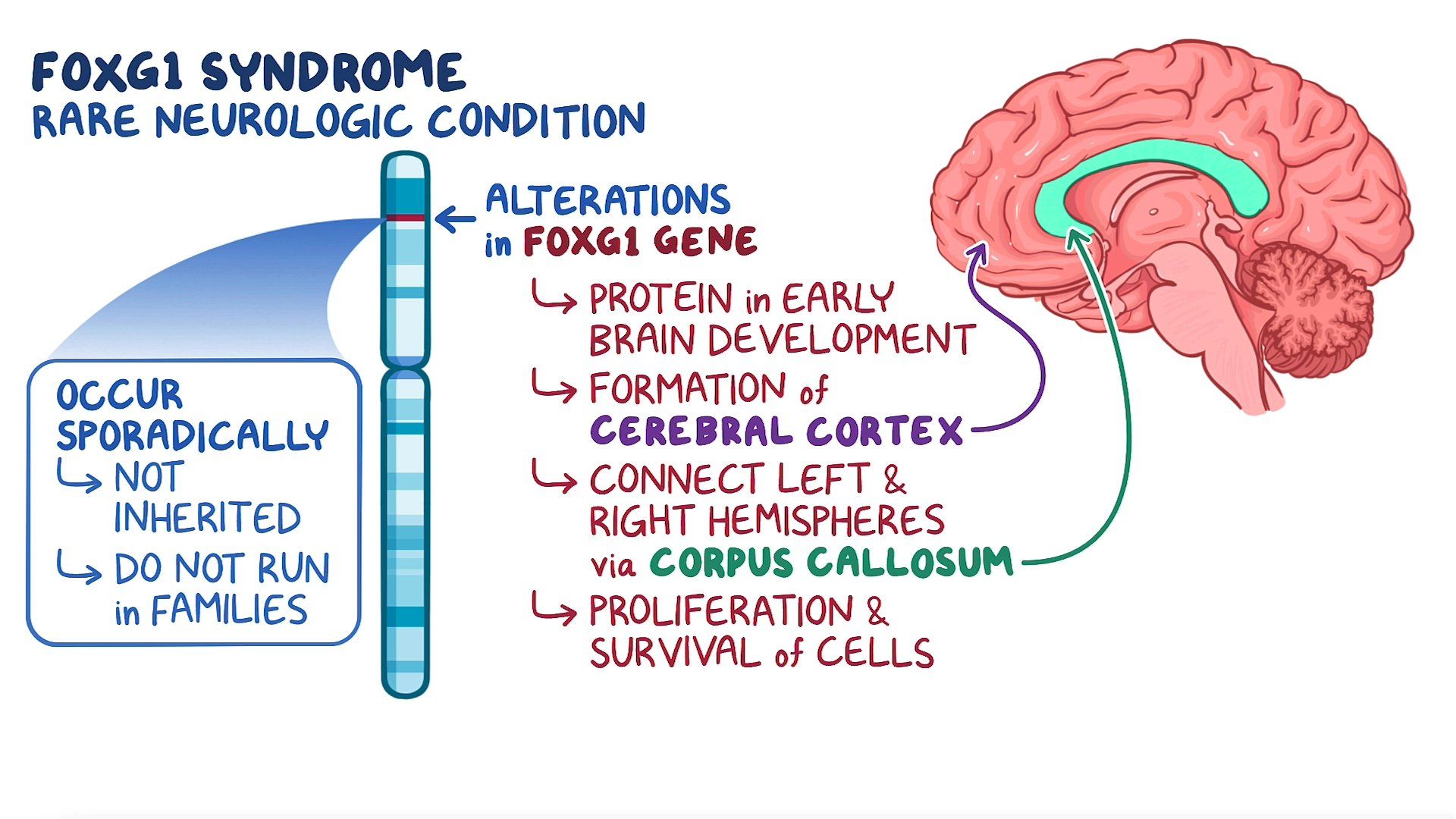 Foxg1 Syndrome Year Of The Zebra Video And Anatomy Osmosis
