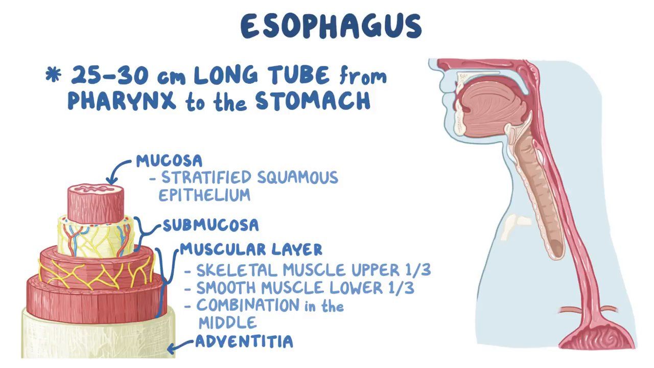 Esophagus Anatomy Layers