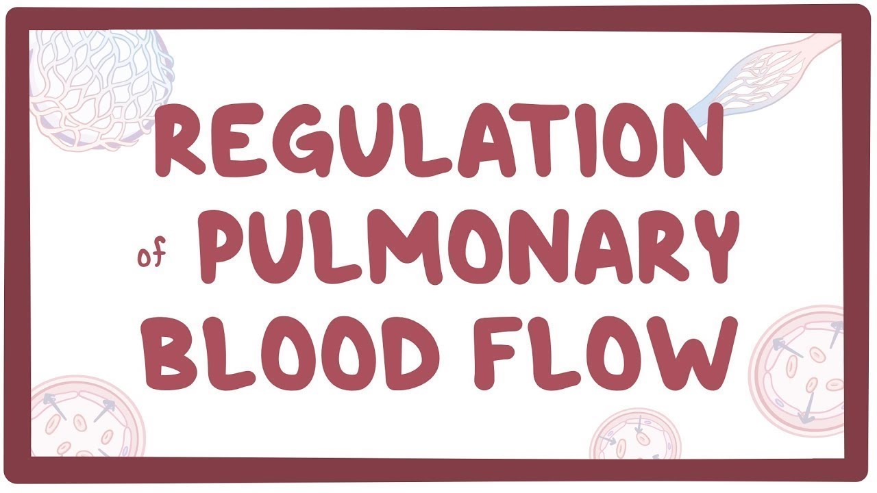 Regulation of pulmonary blood flow: Video, Causes, & Meaning | Osmosis