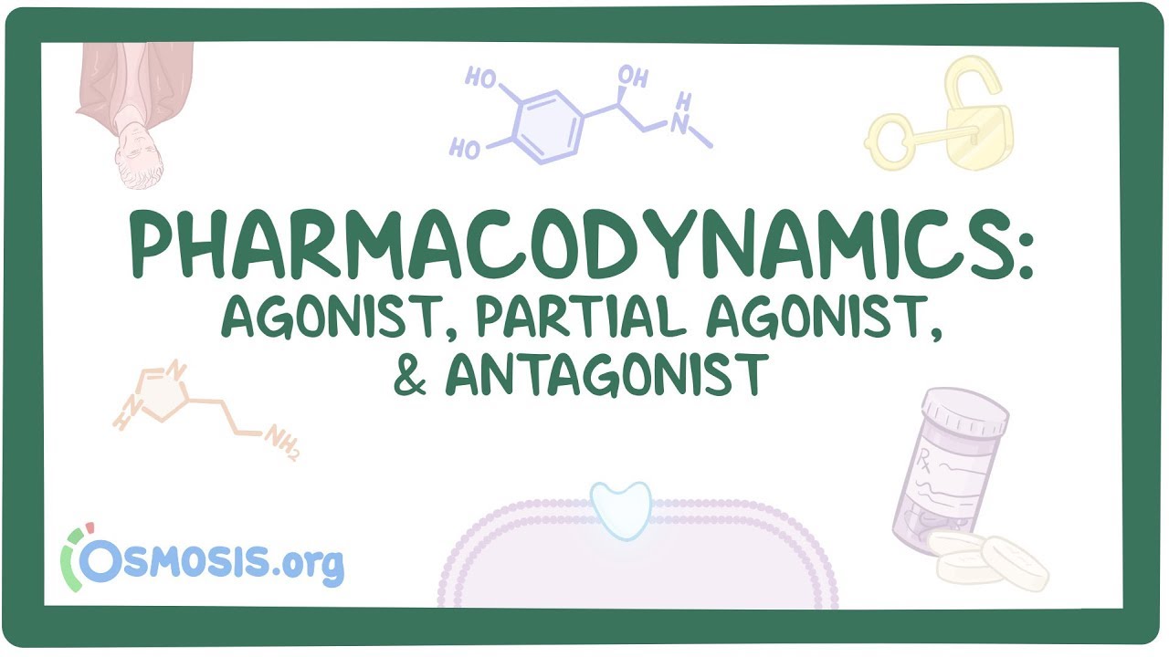 Pharmacodynamics: Agonist, partial agonist, and antagonist - Osmosis ...