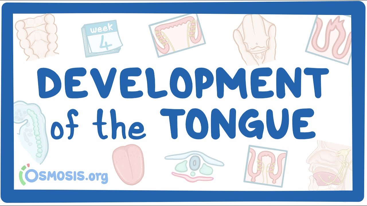 Development of the tongue: Video, Causes, & Meaning | Osmosis