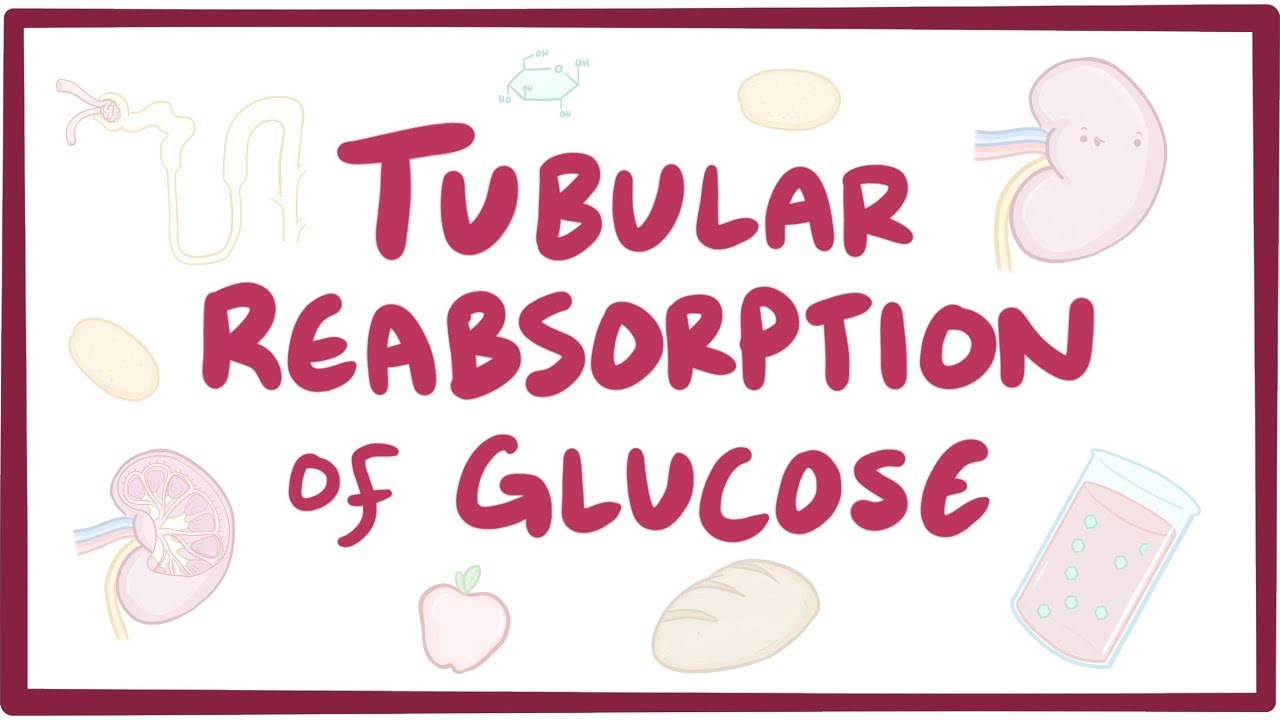 Tubular reabsorption of glucose: Video, Causes, & Meaning | Osmosis