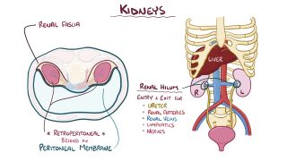 Renal system