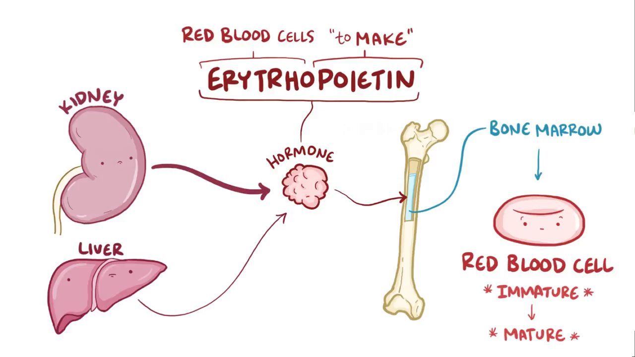 Erythropoietin Video Anatomy Definition Function Osmosis