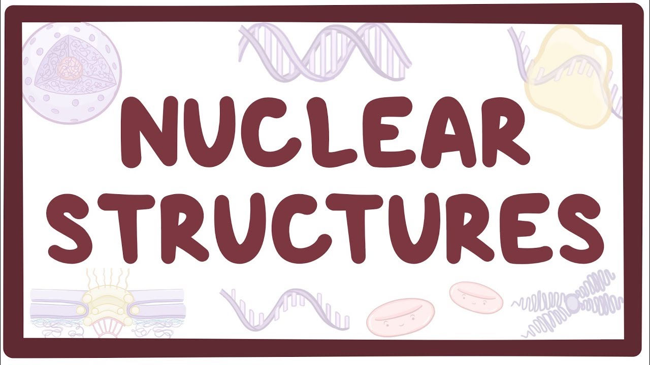 Nuclear structure: Video, Causes, & Meaning | Osmosis