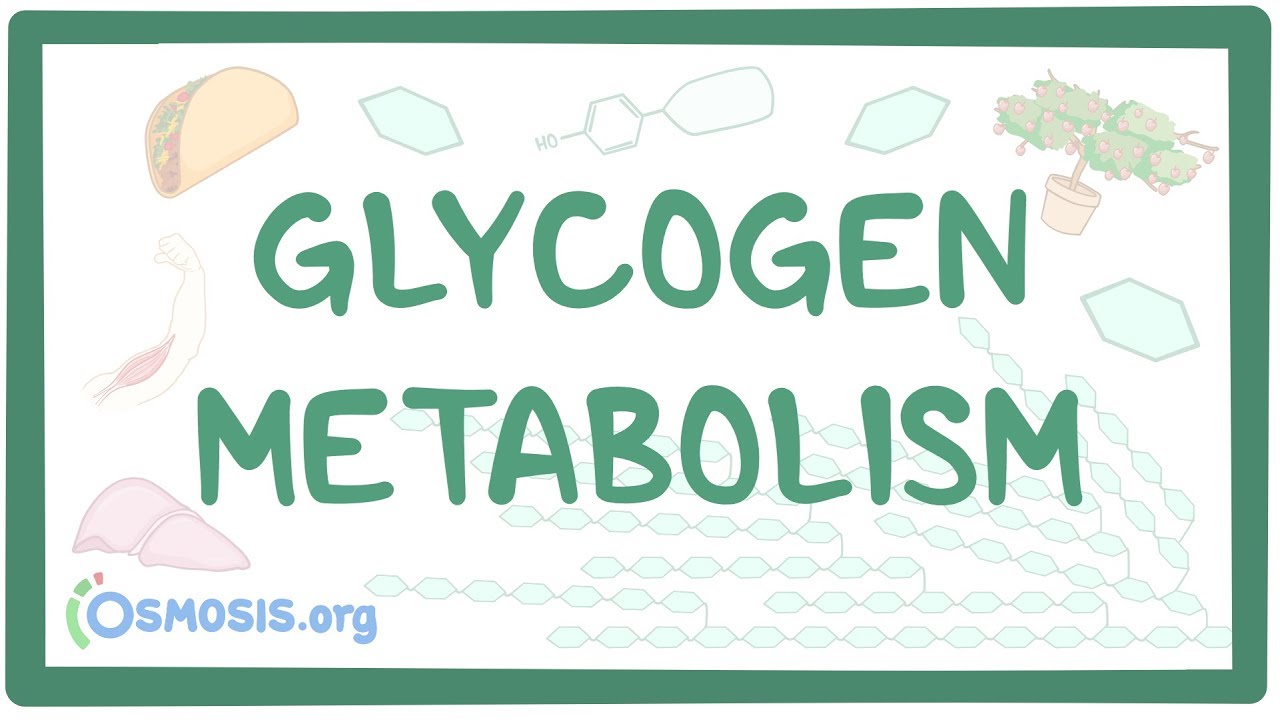 Glycogen metabolism: Video, Anatomy & Definition | Osmosis