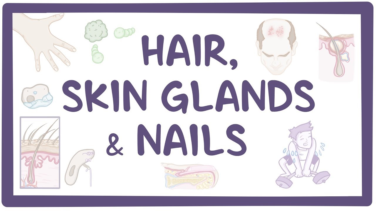 Hair, skin, and nails - Osmosis Video Library