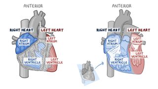 Cardiovascular system