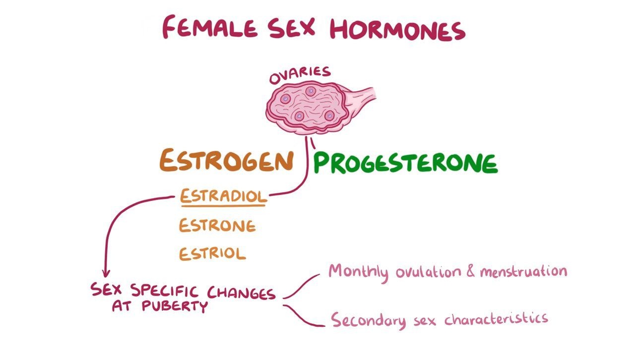 High Estrogen Types Female Male Symptoms Levels Chart 55 OFF
