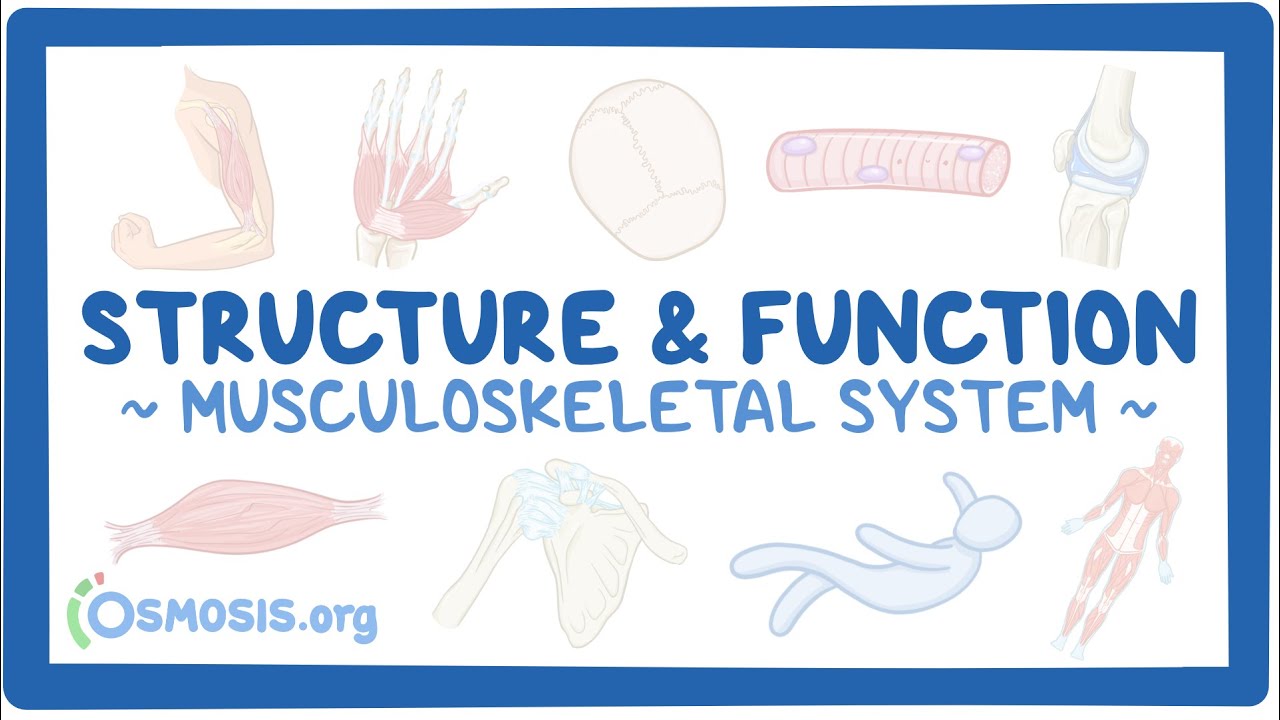 Musculoskeletal System Structure And Function Video Causes