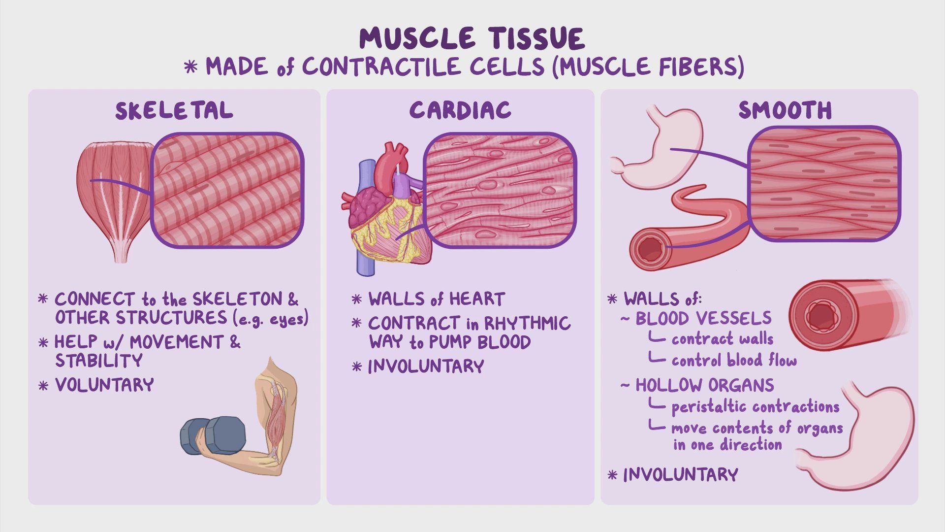 Muscle Cell Comparison Types Of Muscles Muscle Tissue 40 OFF