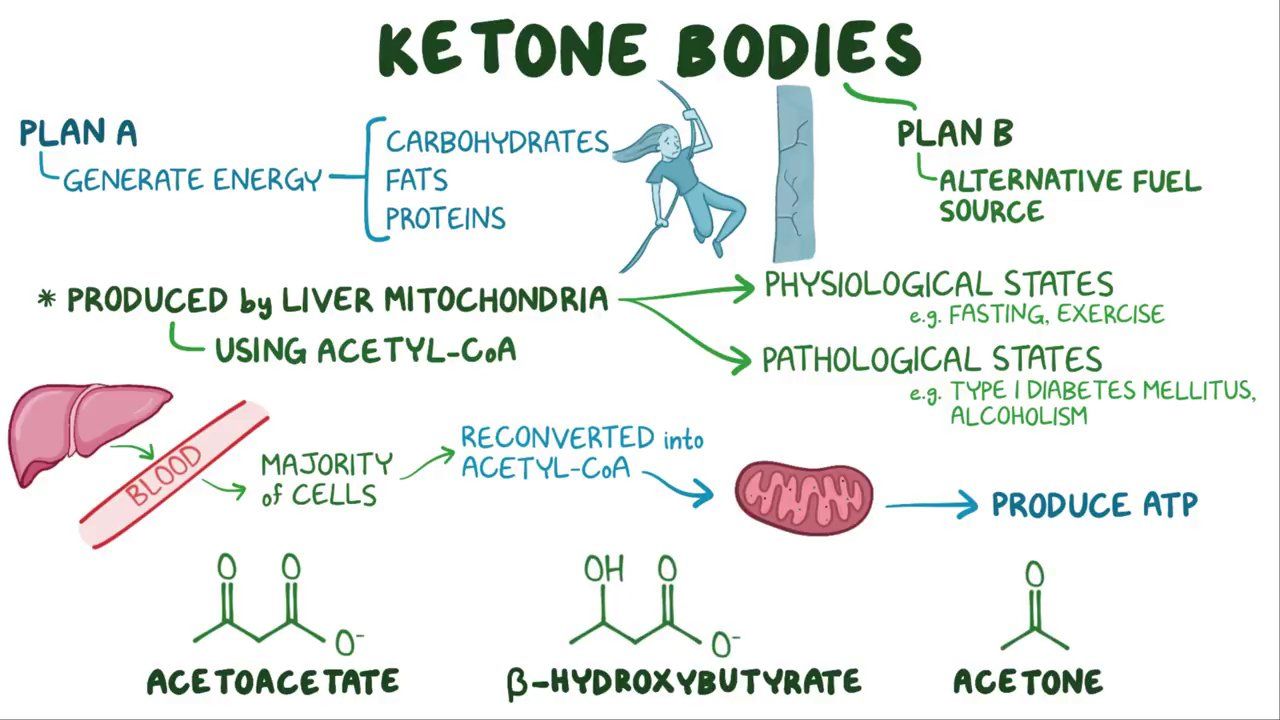 Ketone Body Metabolism Video Anatomy Definition Osmosis