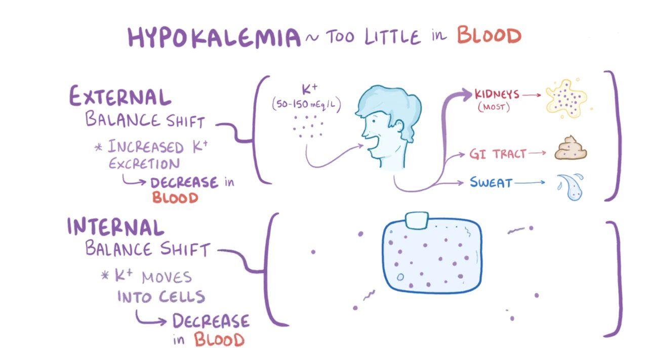 Hypokalemia Video Anatomy Definition Function Osmosis