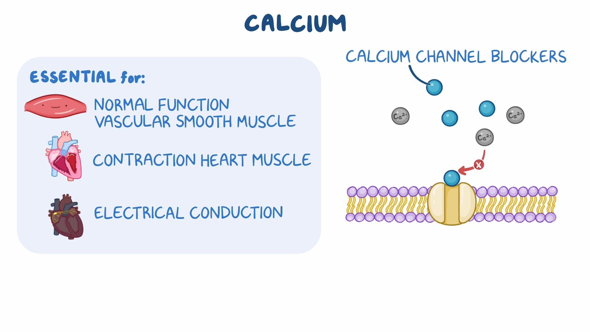 Calcium Channel Blocker Therapy Osmosis Video Library
