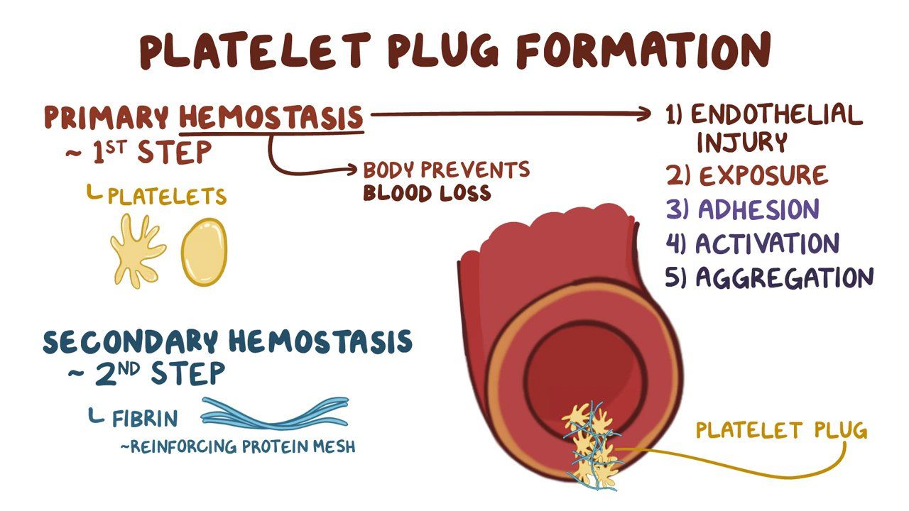 Platelet Plug Formation primary Hemostasis Video Osmosis Platelet Plug Formation primary Hemostasis Video Osmosis