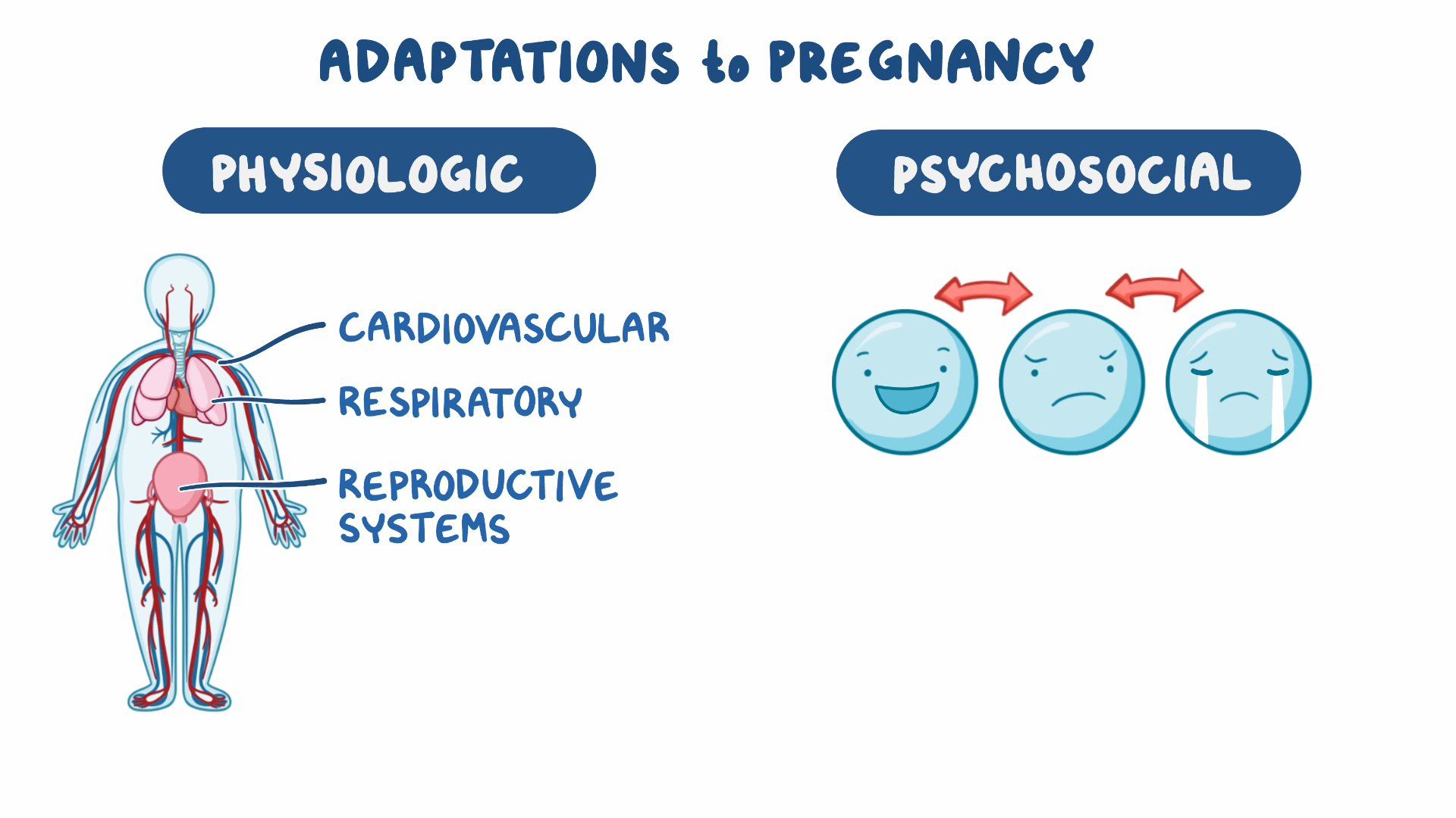 Adaptations to Pregnancy and Related Nursing Care - Osmosis Video Library