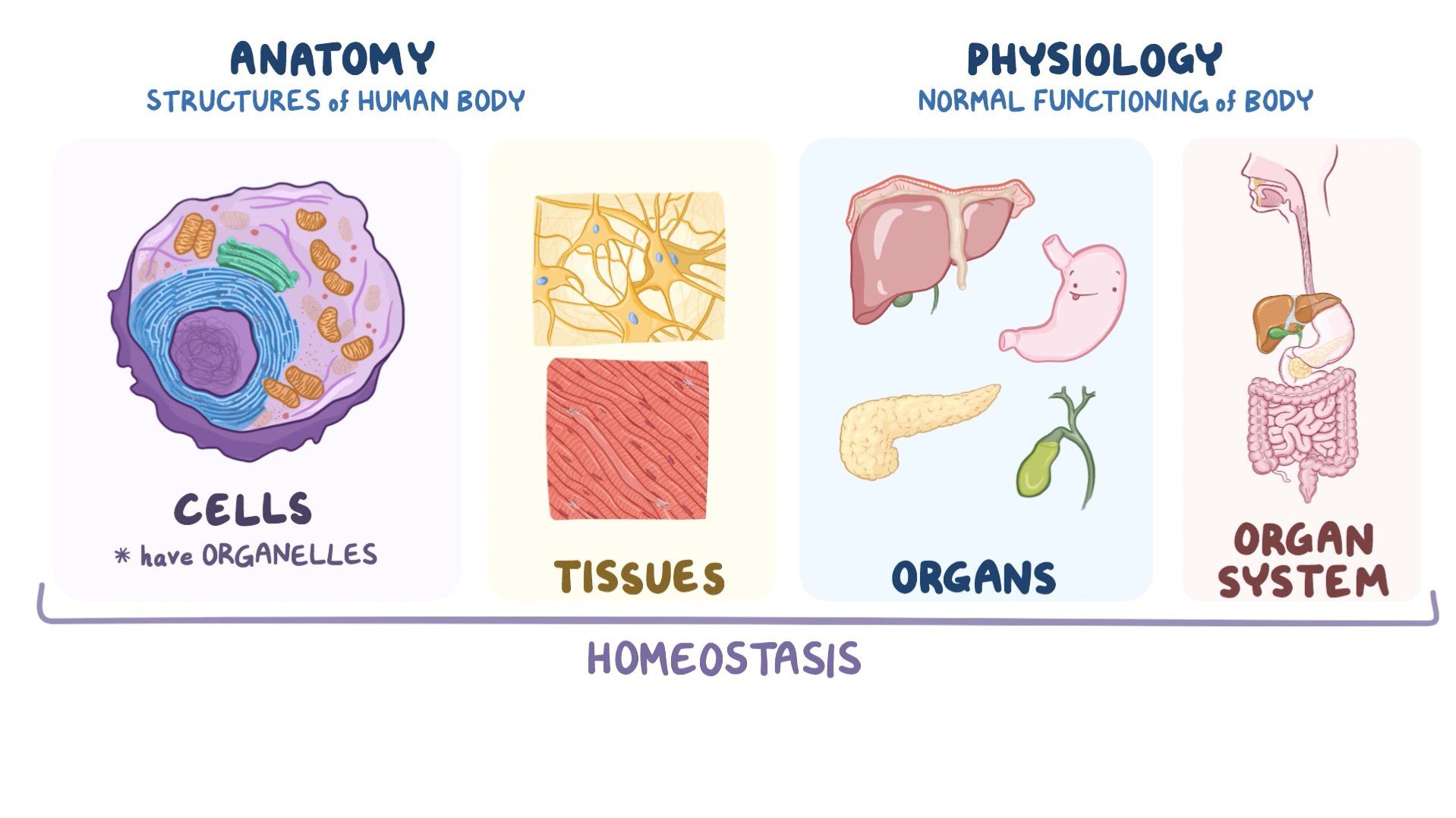 Structure And Function Of The Human Body Osmosis Video Library