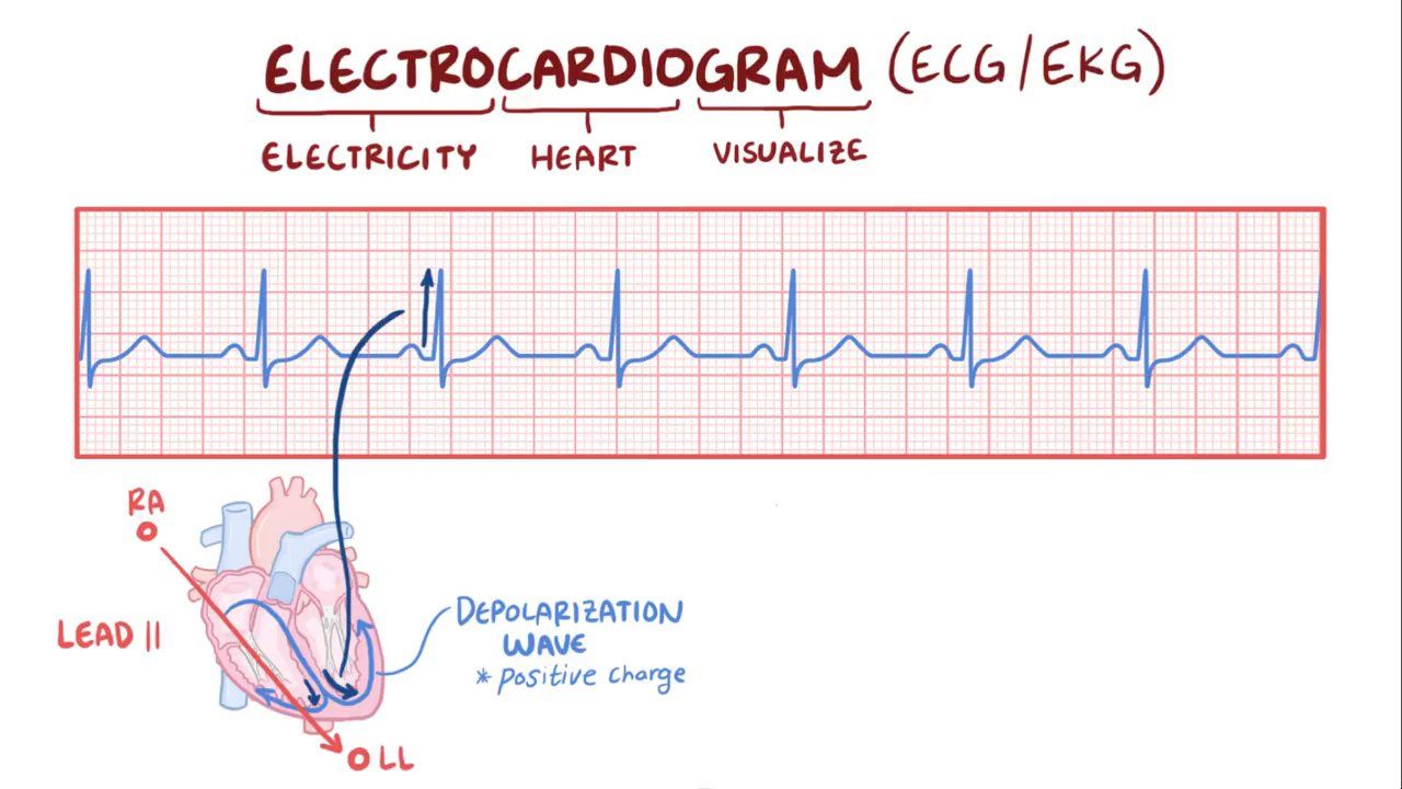 ECG Basics Video Anatomy Definition Function Osmosis ECG Basics Video Anatomy Definition Function Osmosis