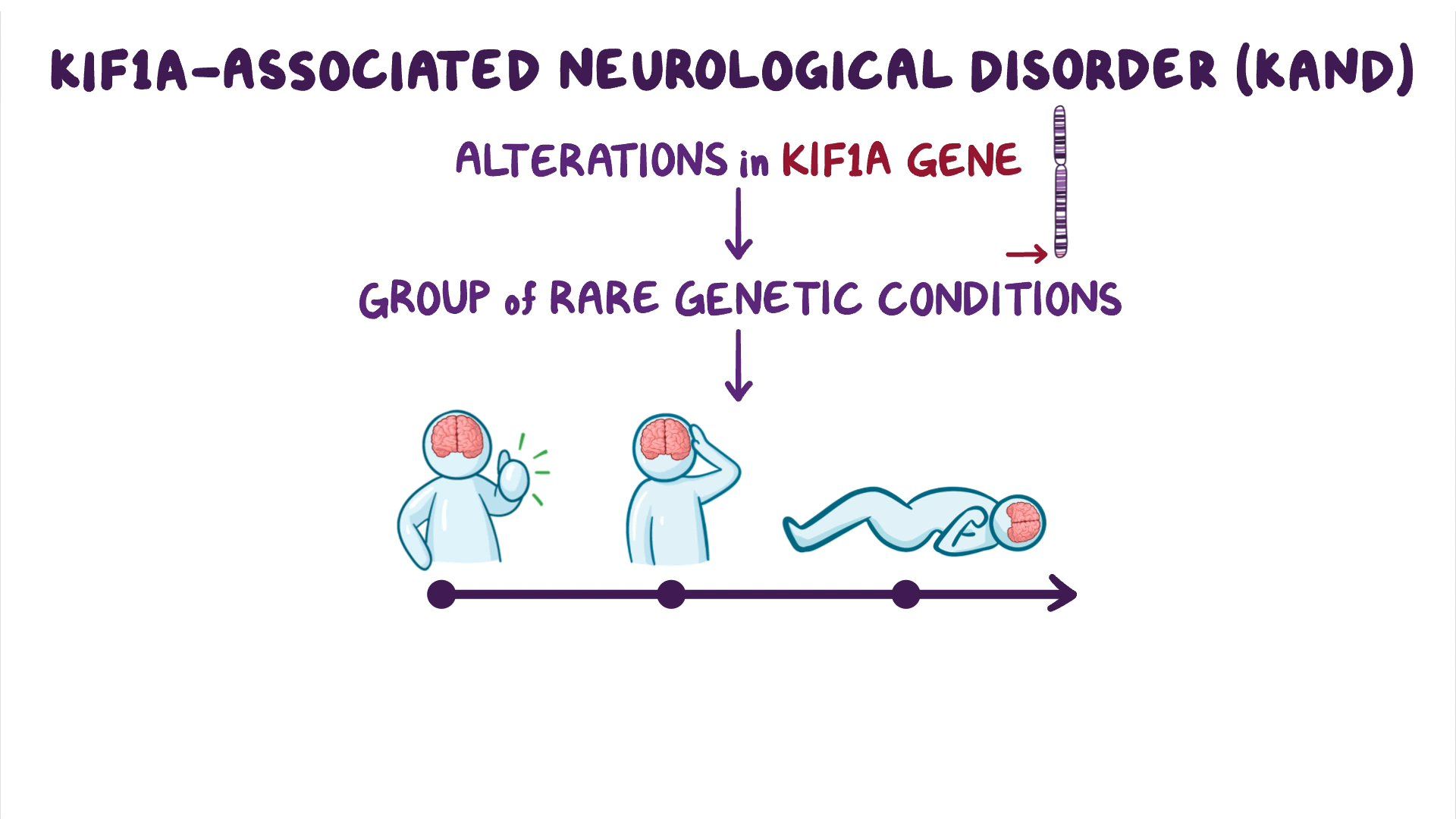 KIF1A-associated neurological disorder: Year of the Zebra | Osmosis