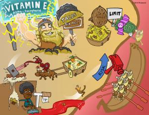 Enterococcus - Osmosis