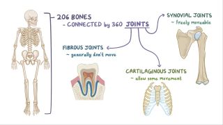 Musculoskeletal system