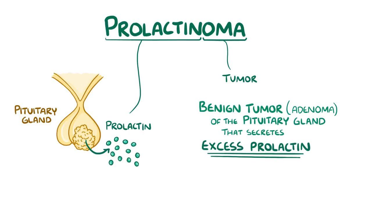 Prolactin Hormone Function Prolactin Hormone Function