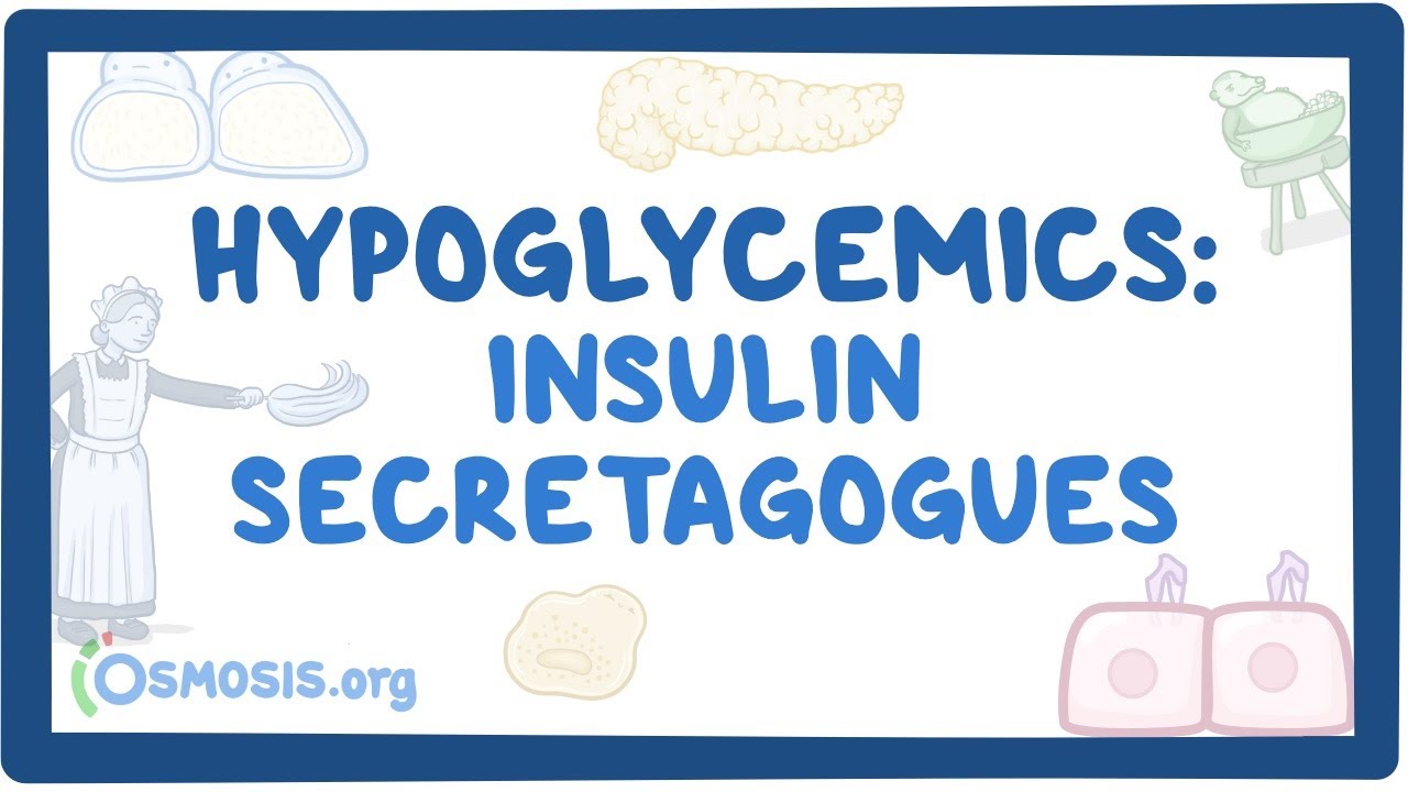 Hypoglycemics: Insulin secretagogues: Video, Causes, & Meaning | Osmosis