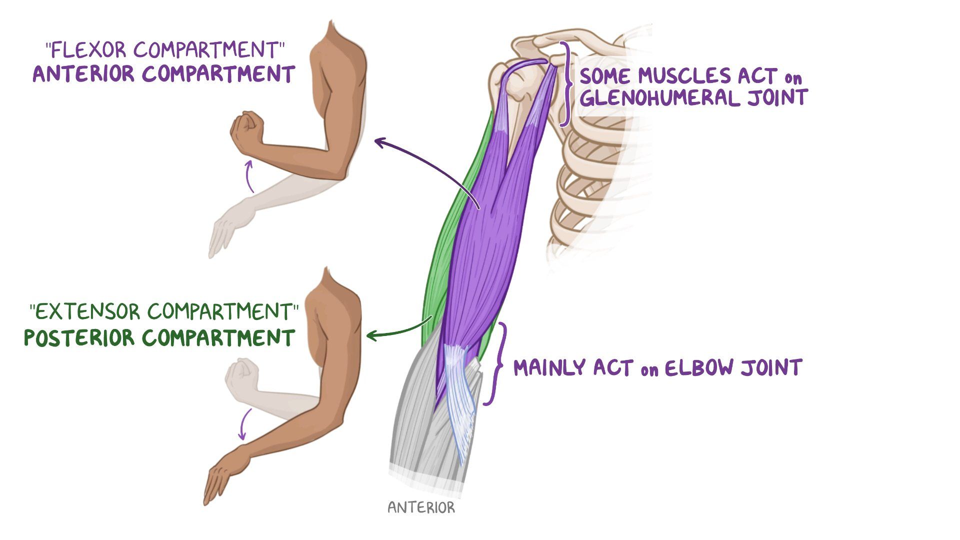 Anatomy Of The Arm Video Anatomy Definition Osmosis