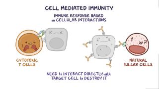 Cell Mediated Response Cartoon