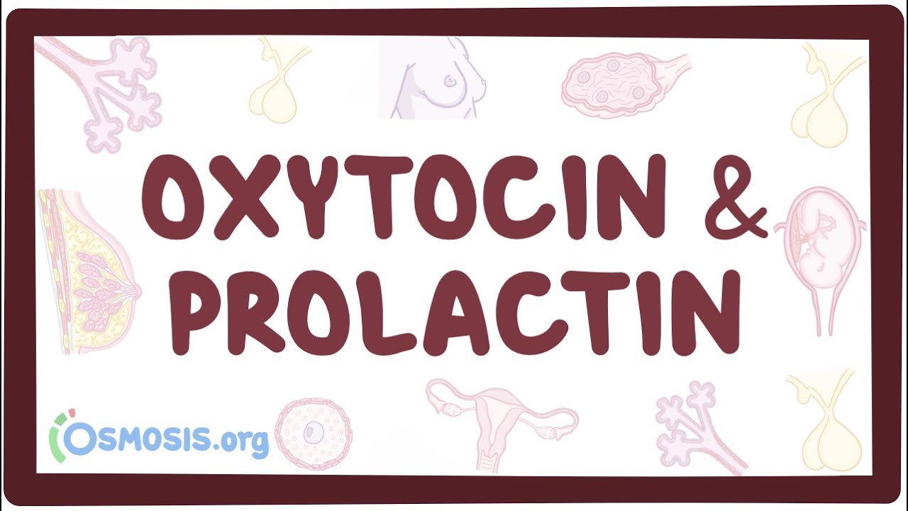 Oxytocin Mechanism of Action and Nursing Responsibilities | Osmosis