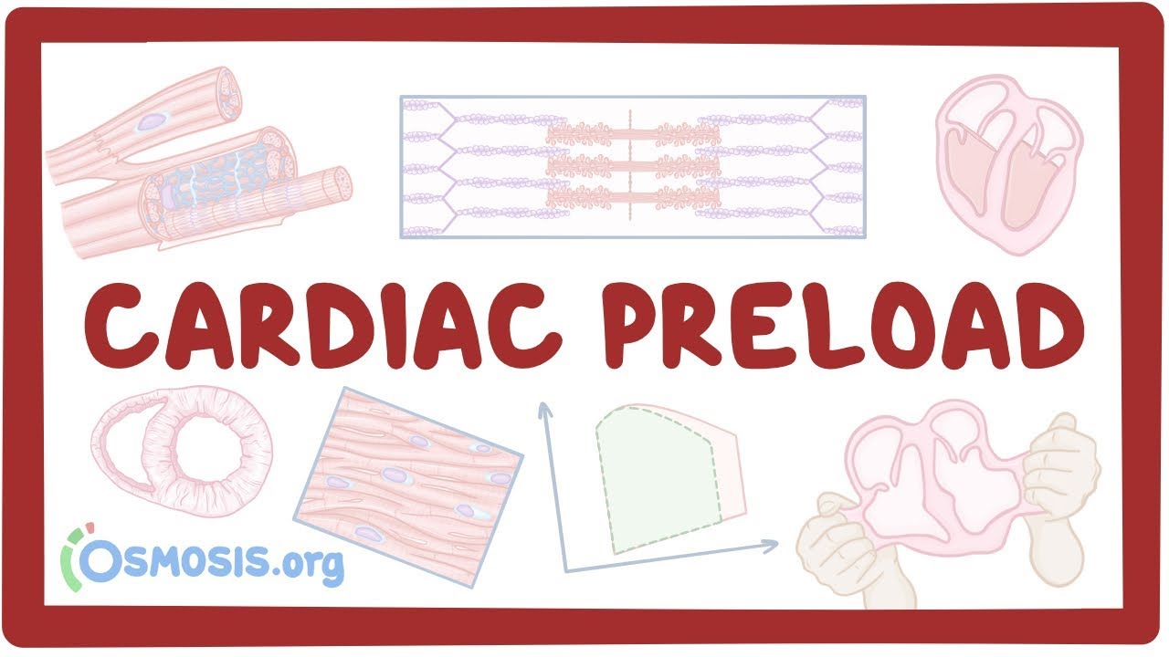 Cardiac preload: Video, Causes, & Meaning | Osmosis