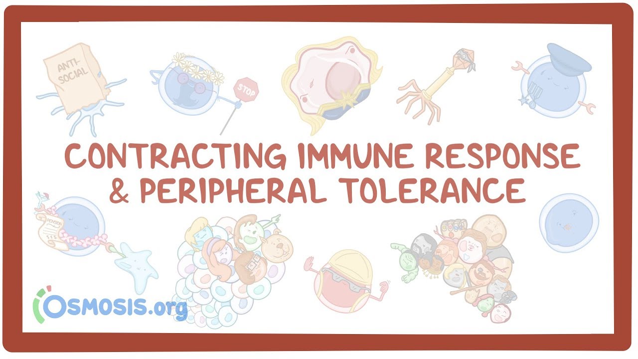 Contracting the immune response and peripheral tolerance: Video, Causes ...
