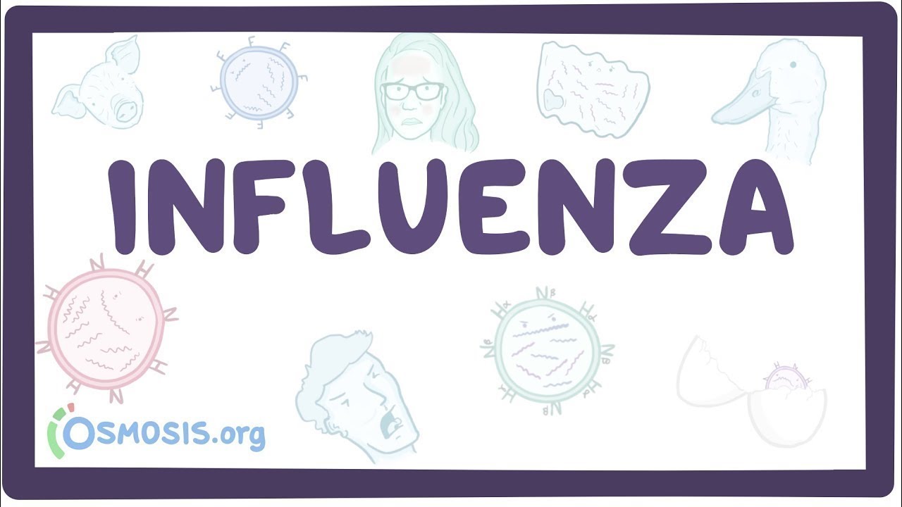 Influenza virus: Video, Causes, & Meaning | Osmosis