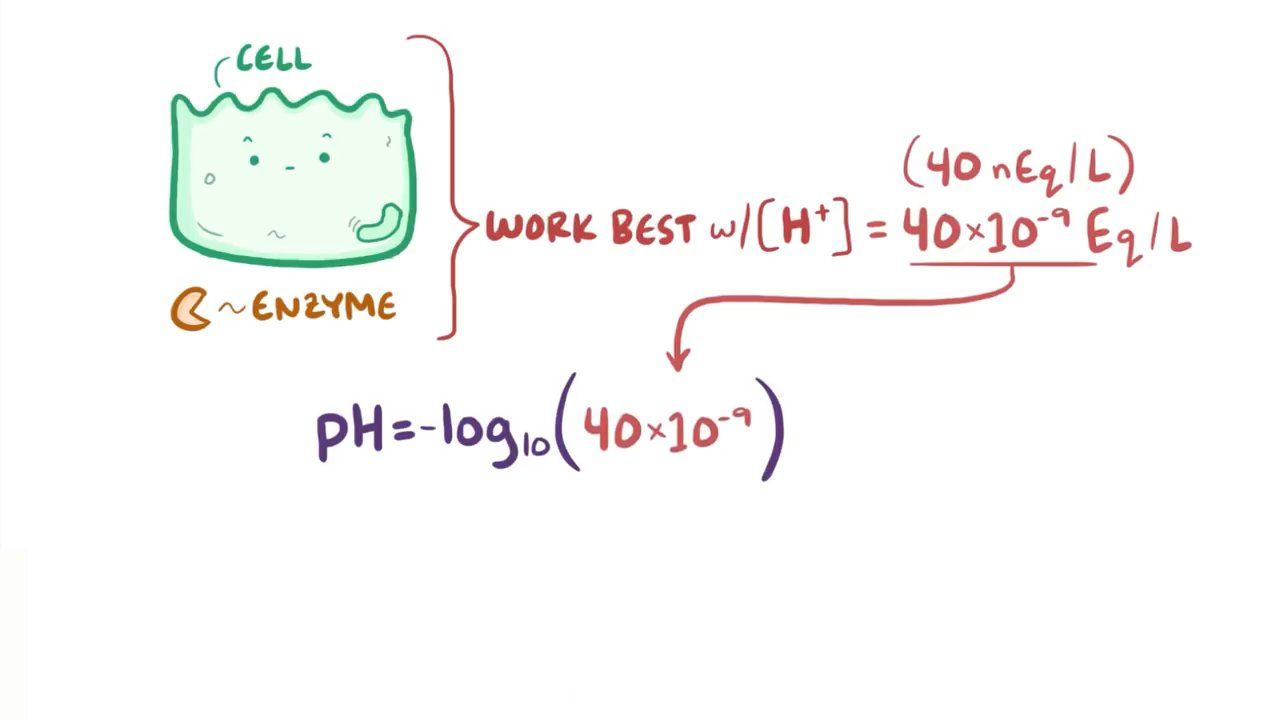 Physiologic PH And Buffers Video Anatomy Definition Osmosis Physiologic PH And Buffers Video Anatomy Definition Osmosis
