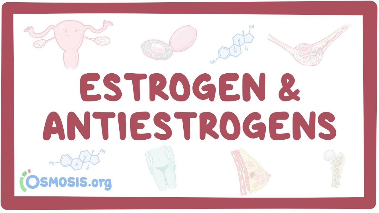 Estrogens and antiestrogens: Video, Causes, & Meaning | Osmosis