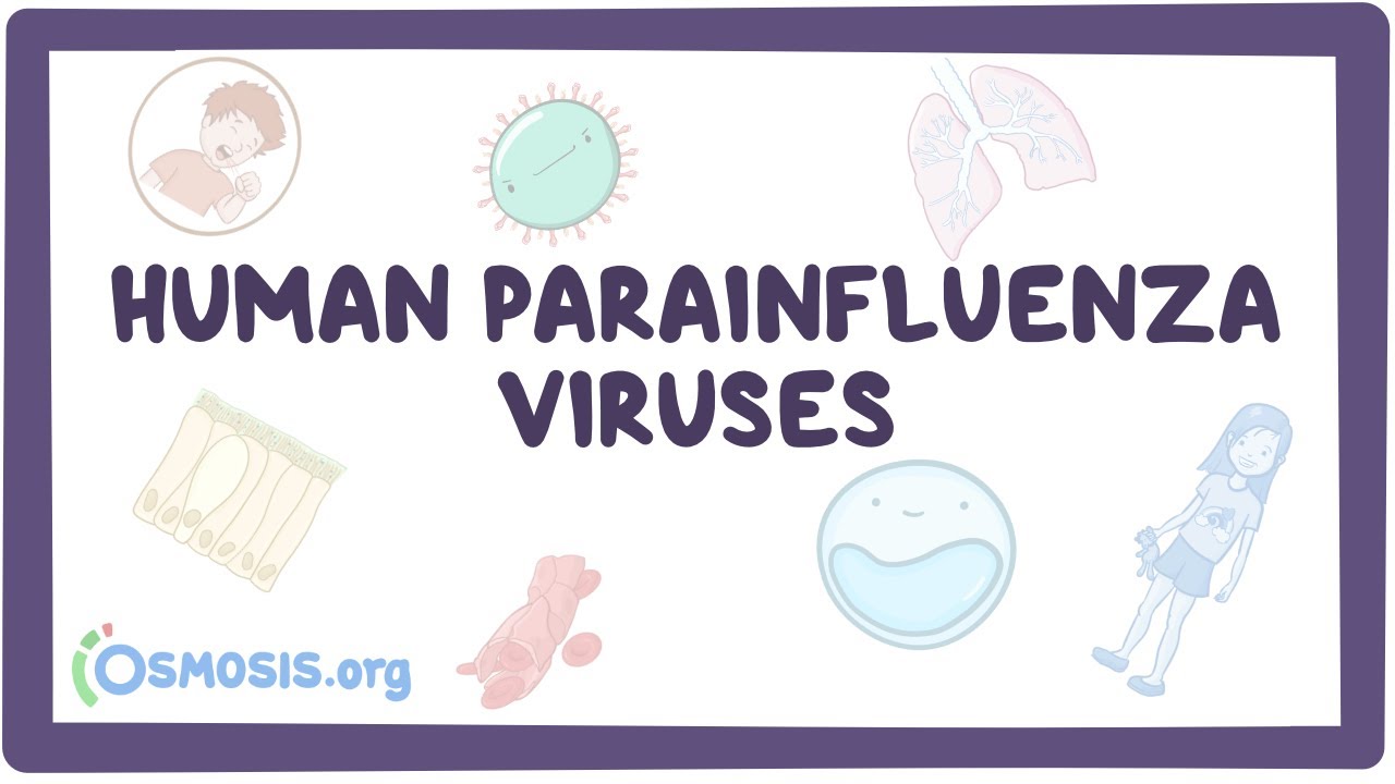 Human parainfluenza viruses: Video, Causes, & Meaning | Osmosis