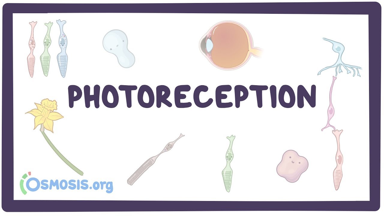 Photoreception: Video, Causes, & Meaning | Osmosis