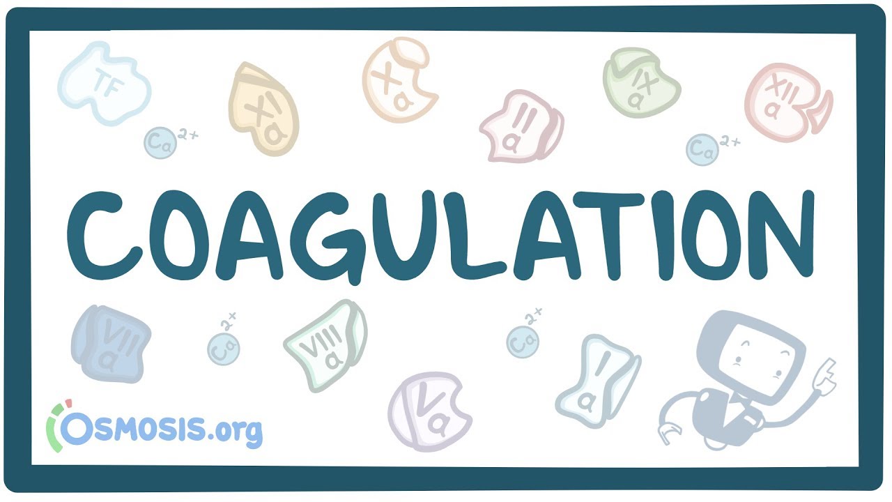 Coagulation (secondary hemostasis) - Osmosis