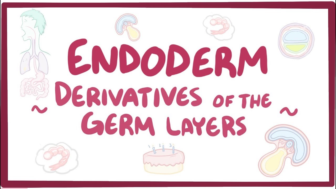 Endoderm: Video, Causes, & Meaning | Osmosis