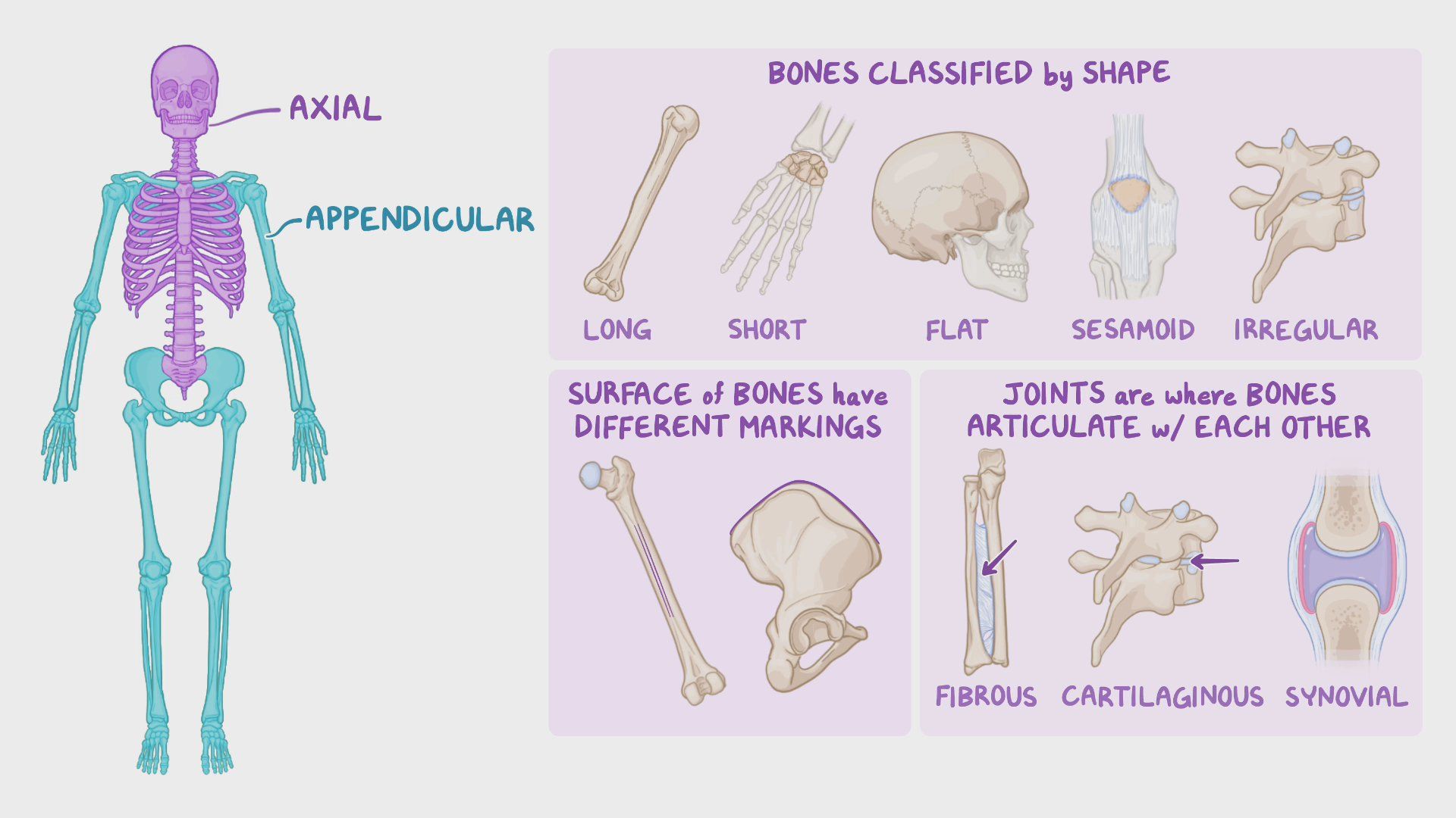Types Of Bones In The Human Body Skeletal System Labeled 42 OFF