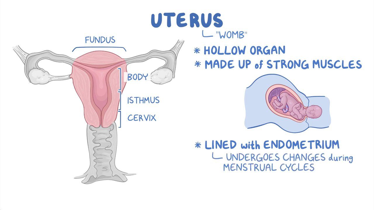 Female Reproductive System Structure And Function Osmosis Video Library Female Reproductive System Structure And Function Osmosis Video Library