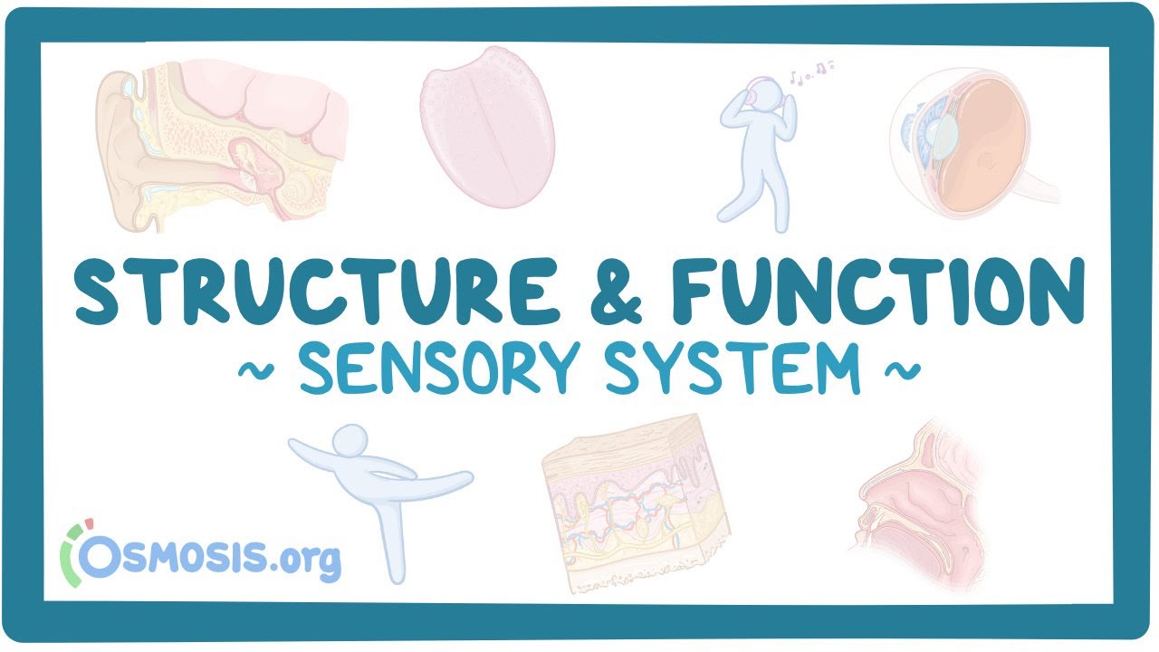 Sensory System Structure And Function Osmosis Video Library